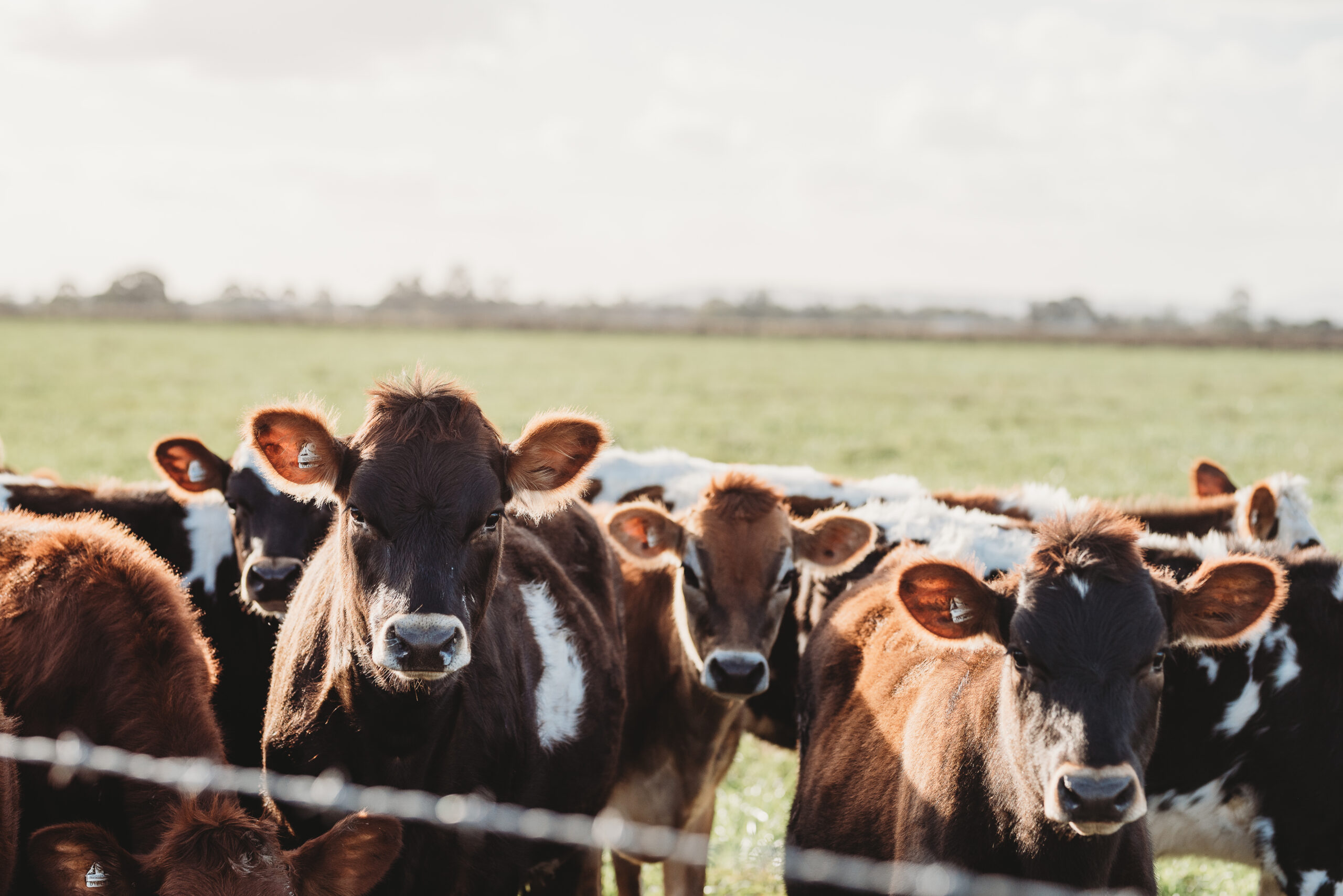 GrainCorp expands Animal Nutrition portfolio with Performance Feeds and ...
